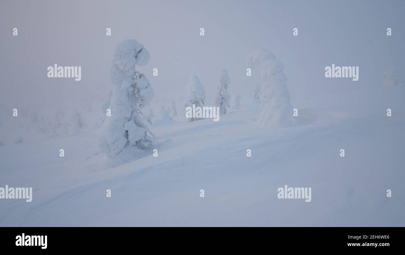 Wintery landscape in Pallas-Yllästunturi National Park, Muonio, Lapland ...