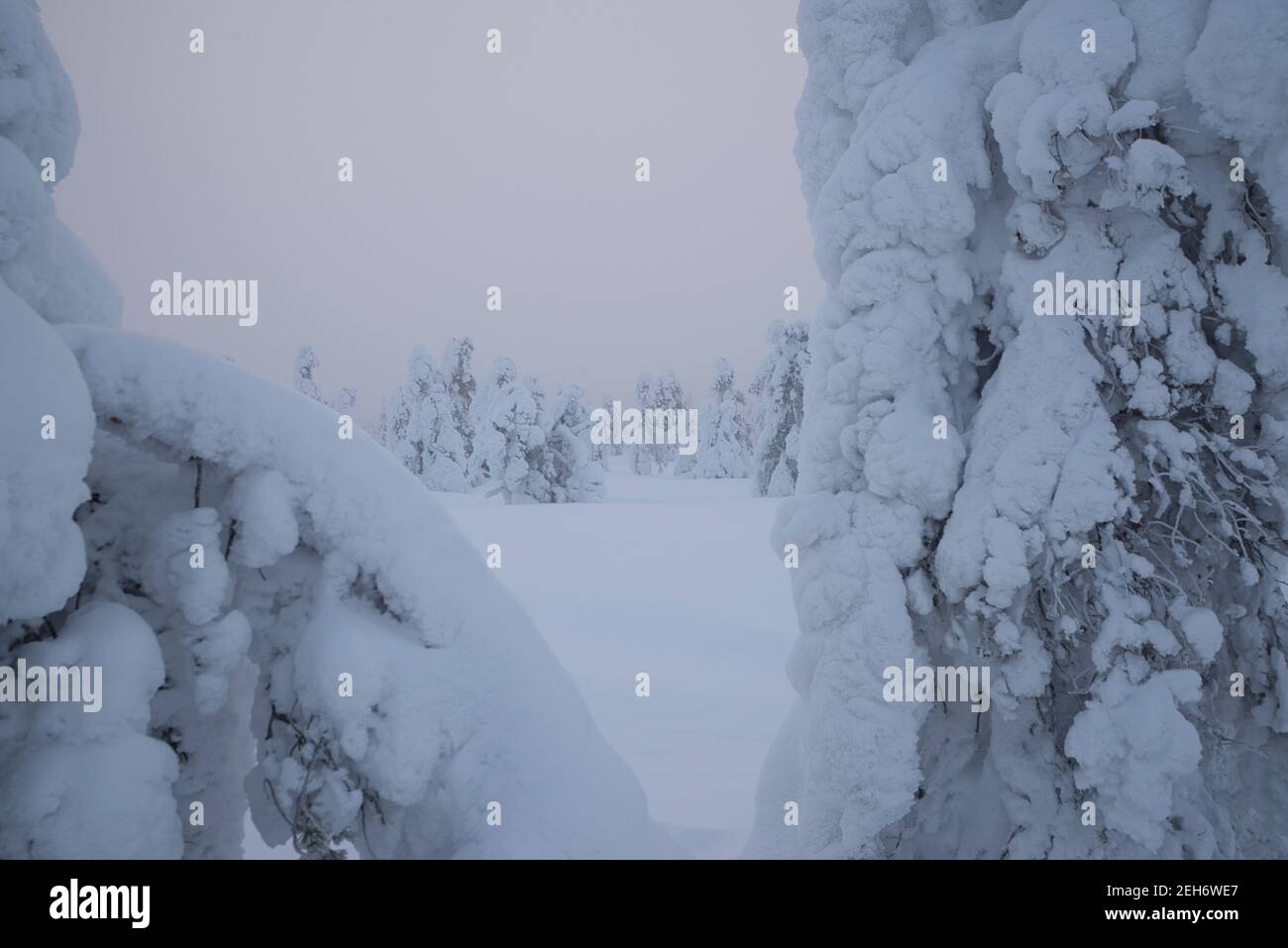 Wintery landscape in Pallas-Yllästunturi National Park, Muonio, Lapland ...
