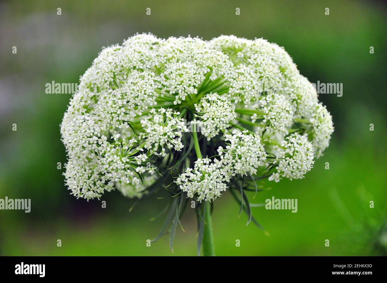 Flower, beauty carrot flowers background, garden plants nature ecology ...