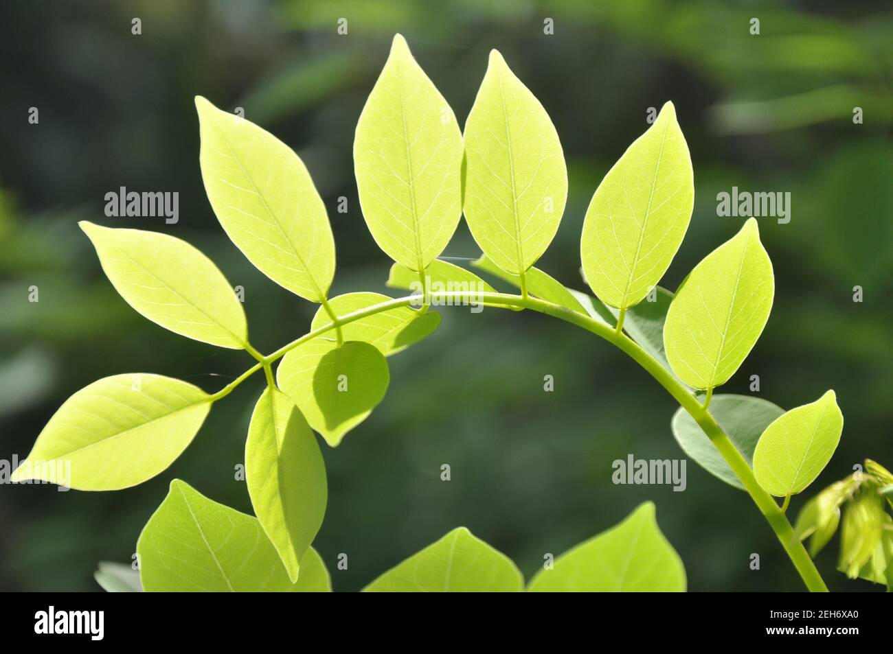 Light Green leaves background, green plants foliage nature ecology ...