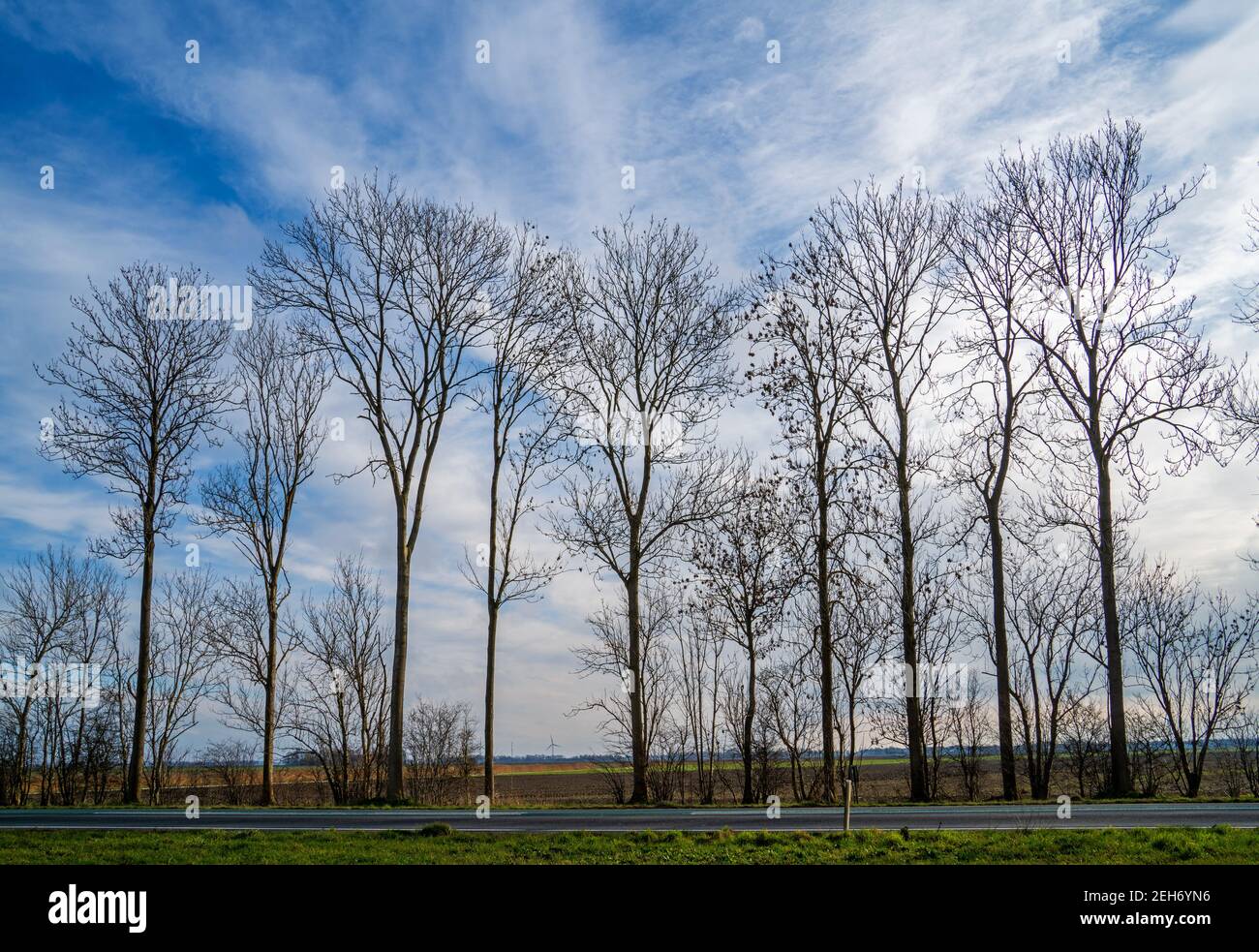 Landscape with poplar trees in the Netherlands Stock Photo - Alamy