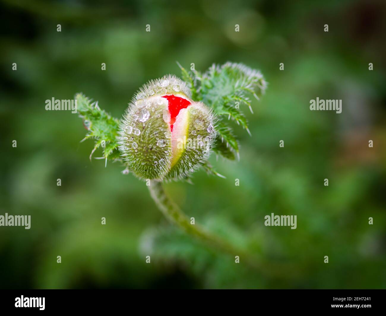 Poppy bud just opening after a shower of rain Stock Photo - Alamy
