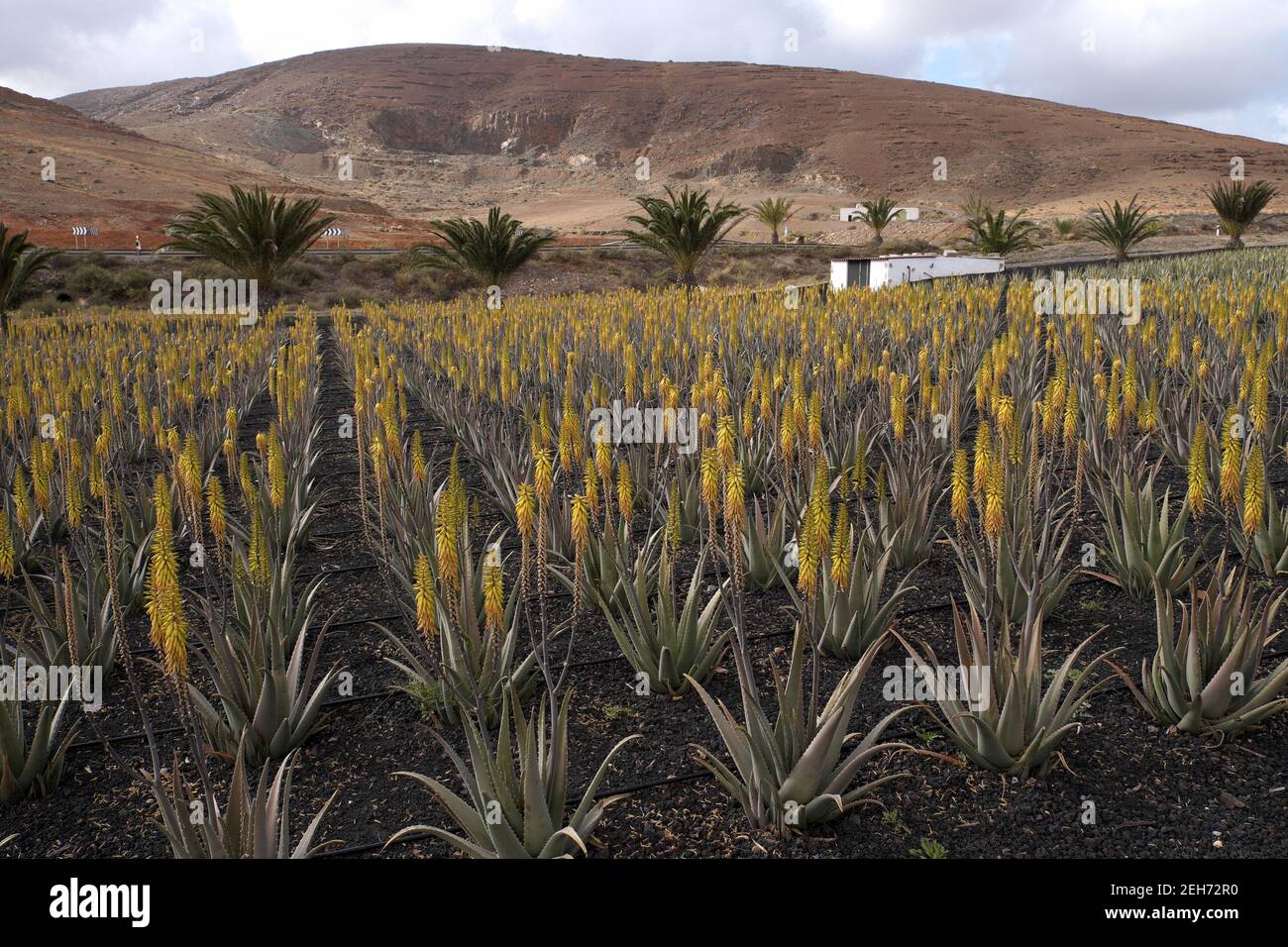 Farm fuerteventura aloe hi-res stock photography and images - Alamy