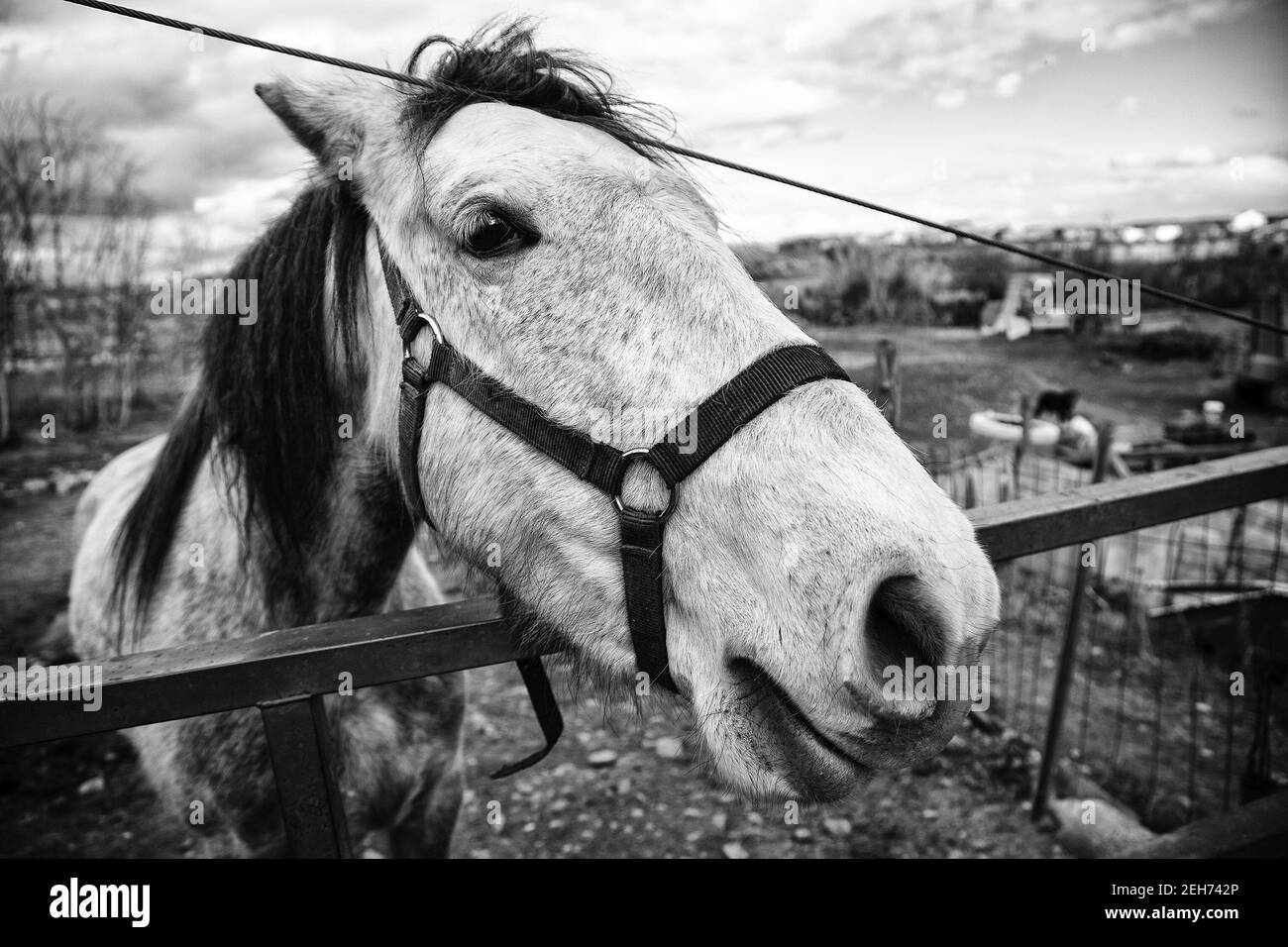White horse in stable, wild mammal animals Stock Photo - Alamy