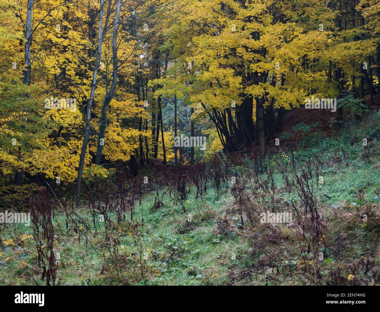 green clearing, meadow with dry herbs and autumn yellow maple tree ...
