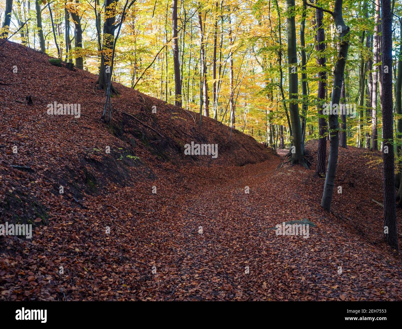 Footpath at colorful autumn deciduous beech tree and spruce tree forest ...