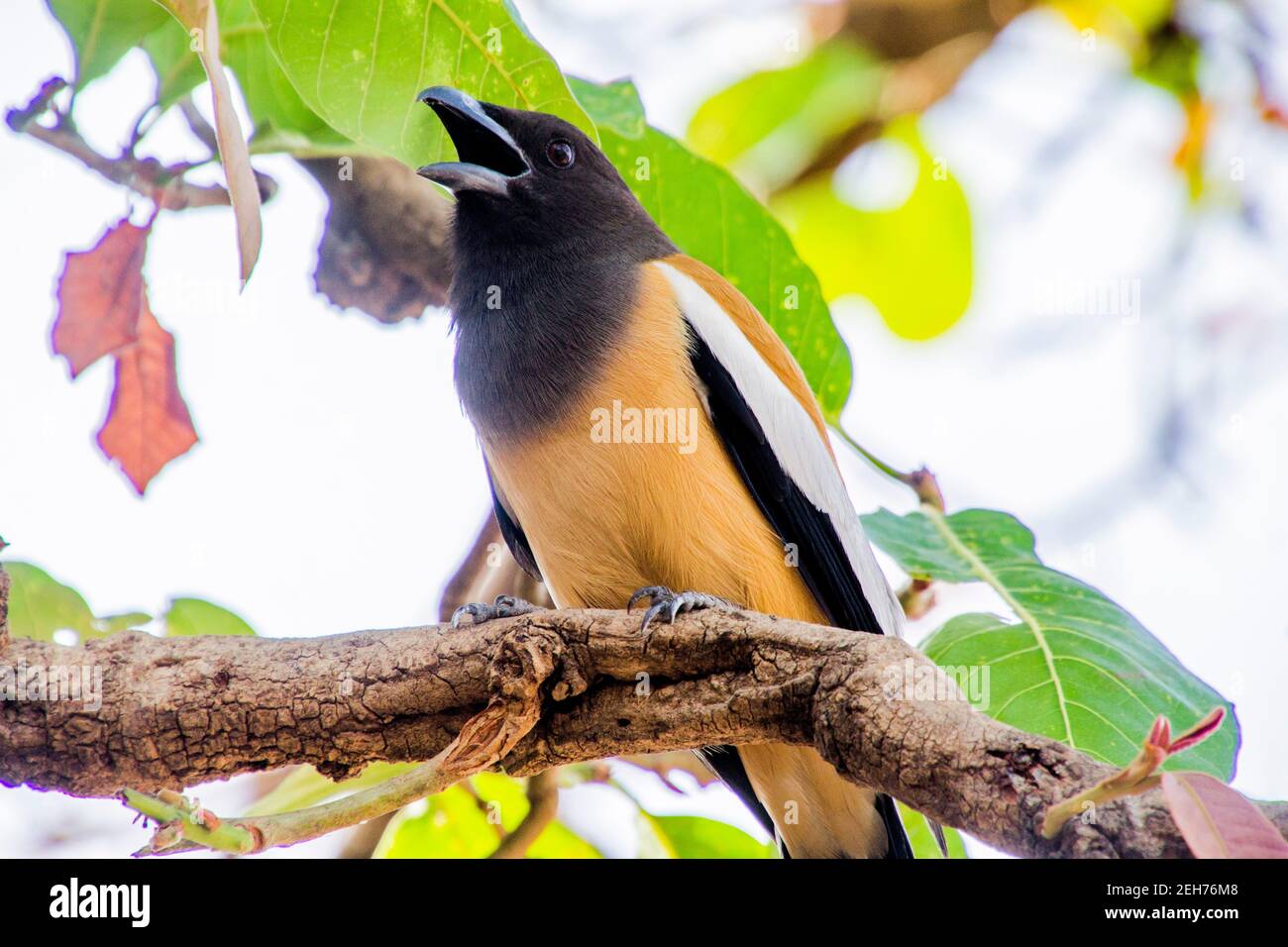 Indian treepie bird hi-res stock photography and images - Alamy