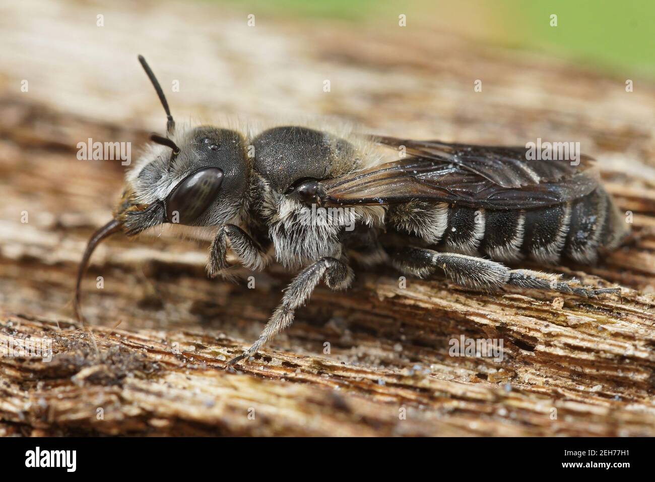 Lateral close up of the Viper's Bugloss Mason Bee , Hoplitis adunca on ...