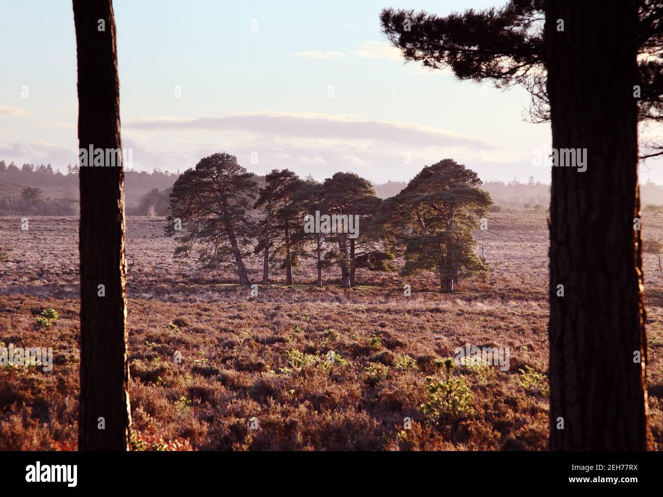 Unspoilt natural landscape with trees and heathland between Wilverley and Rhinefield, New Forest ...