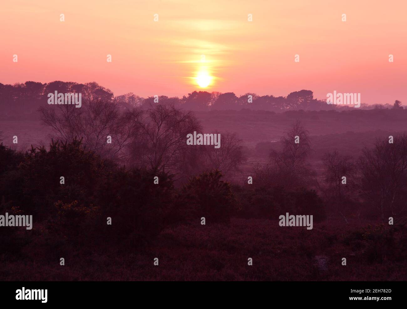Sun setting over forest hi-res stock photography and images - Alamy
