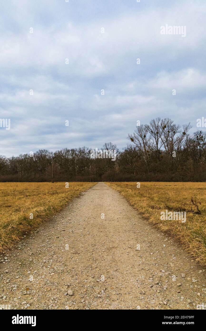 Long path to forest between yellow fields at sunny morning Stock Photo ...