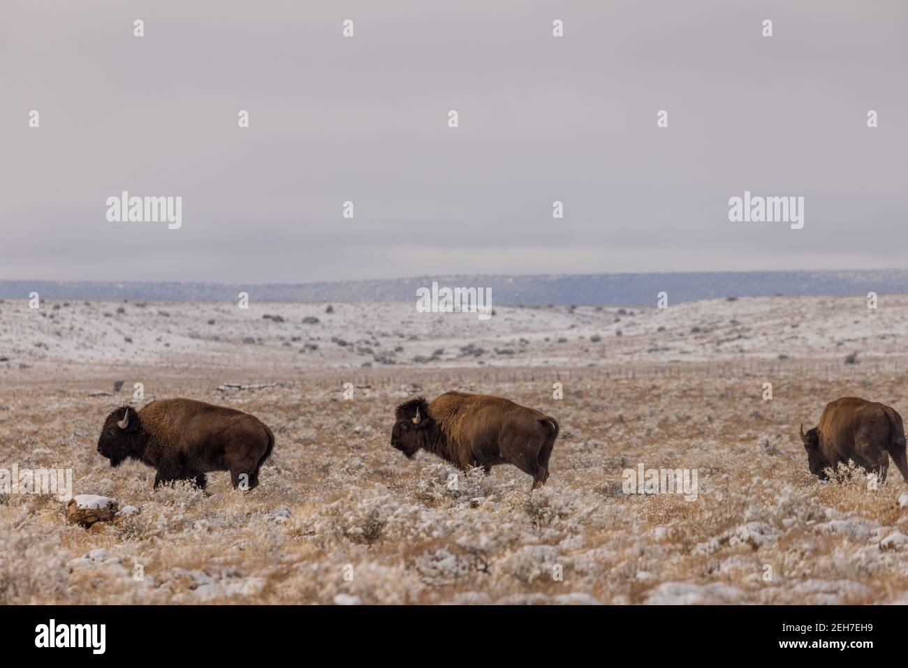 Bison in arizona winter hi-res stock photography and images - Alamy