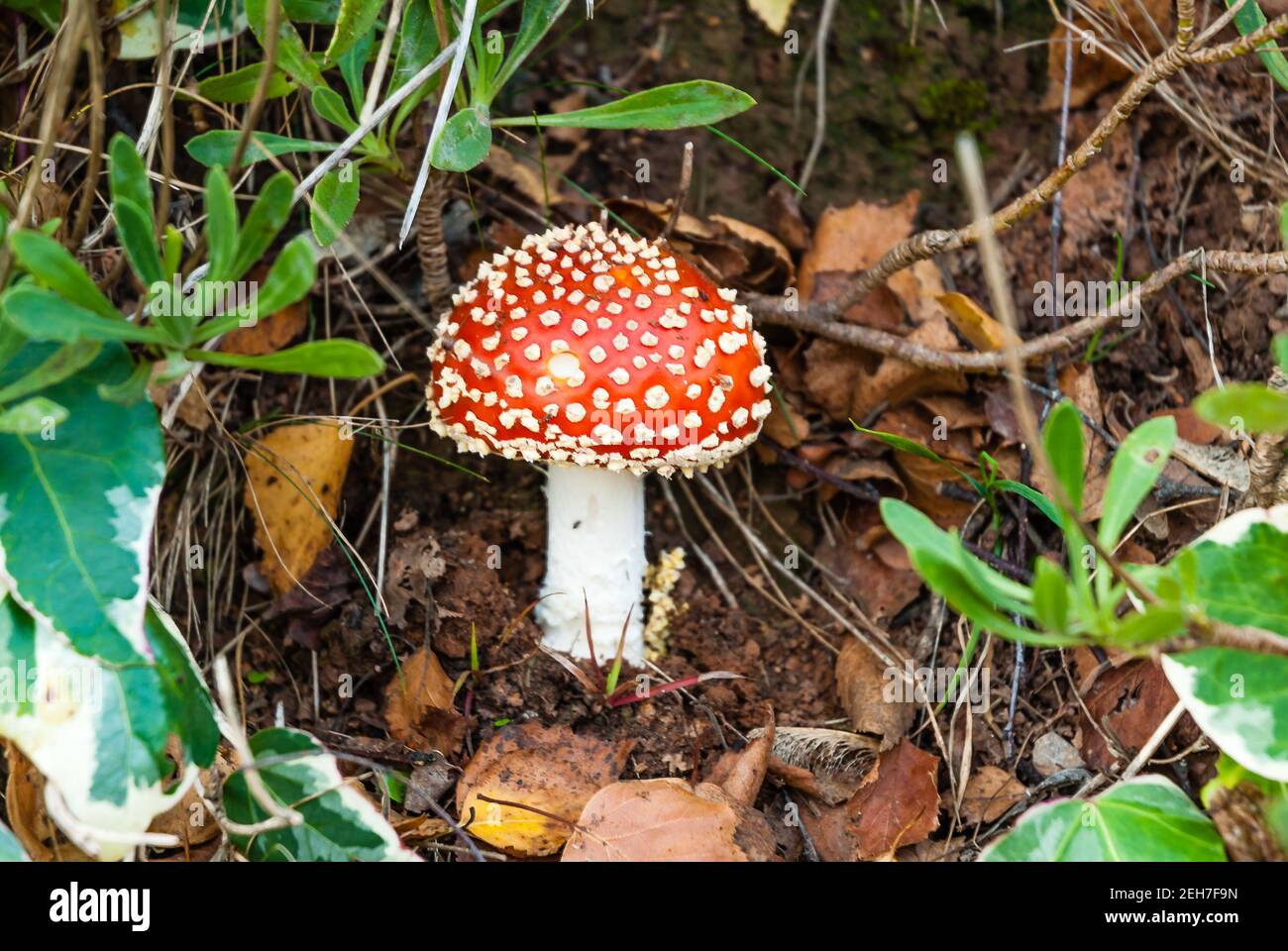 Toadstools in english garden hi-res stock photography and images - Alamy