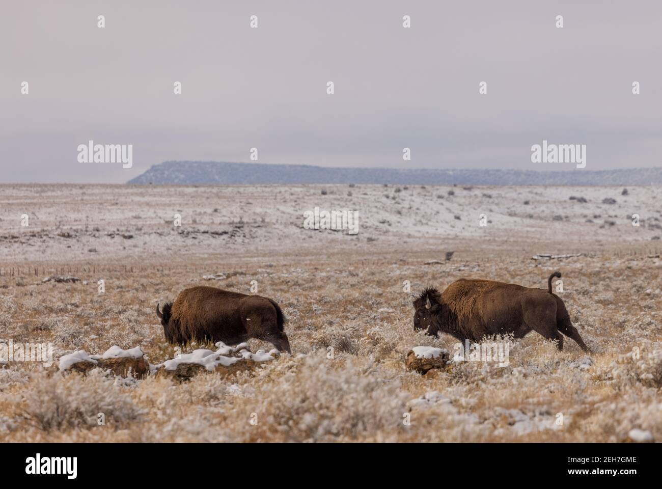 Bison Bulls in Winter in Arizona Stock Photo - Alamy