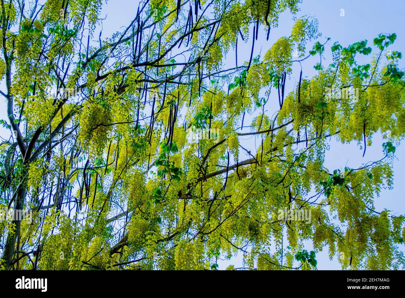 Yellow flowers hanging from tree Stock Photo - Alamy