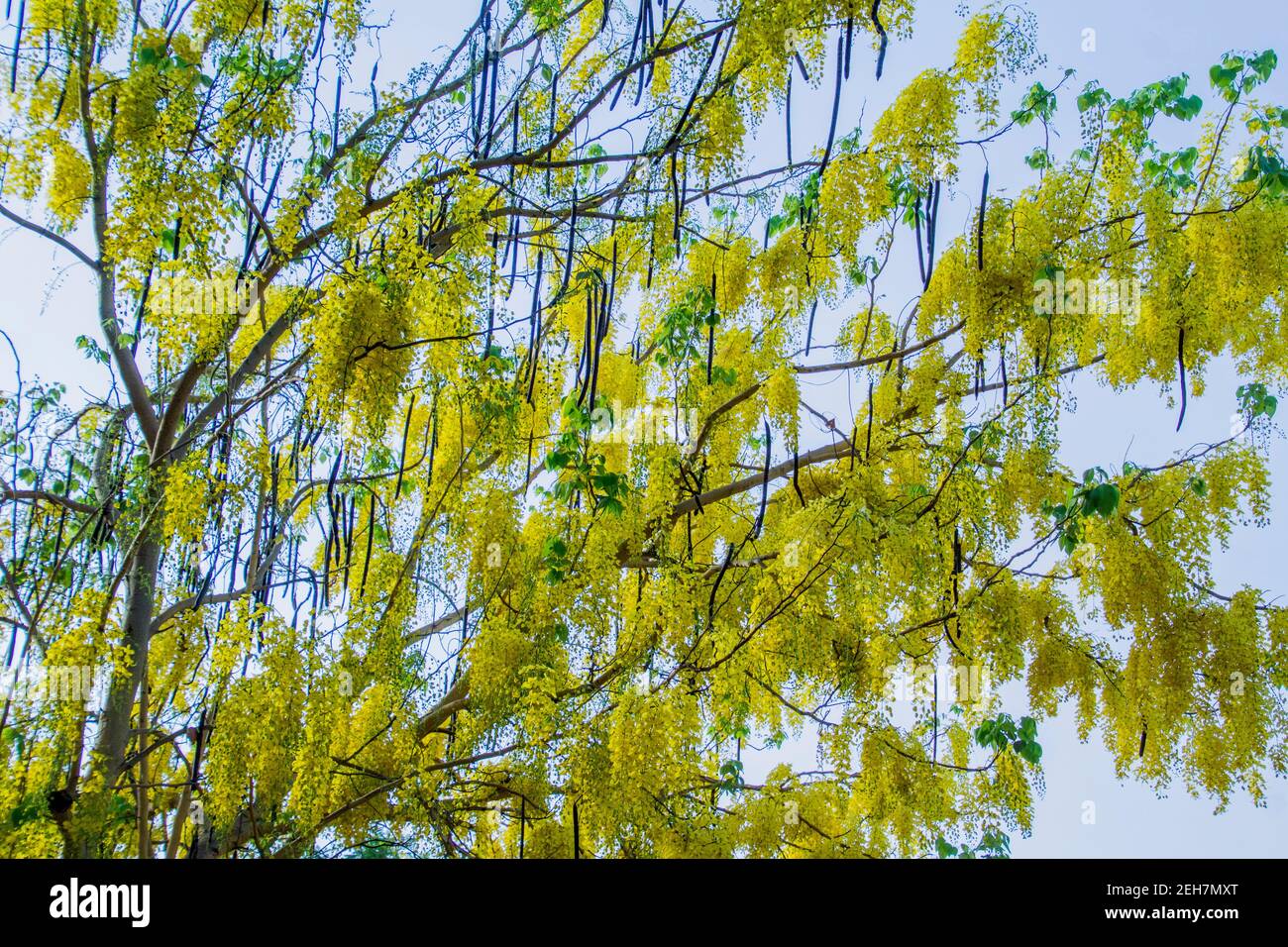 Yellow flowers hanging from tree Stock Photo - Alamy