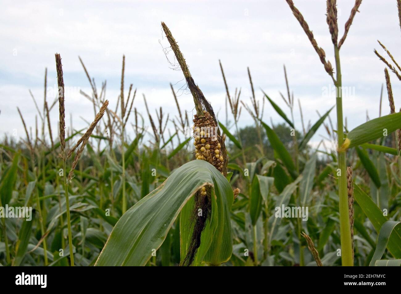 Maize ripening in a field in Hampshire Stock Photo - Alamy