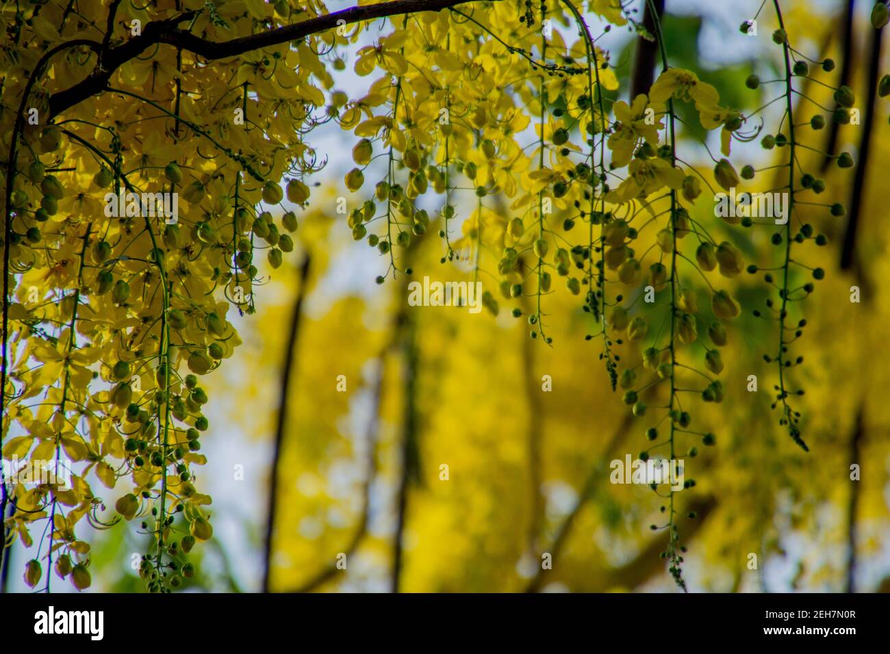 Yellow flowers hanging from tree Stock Photo - Alamy