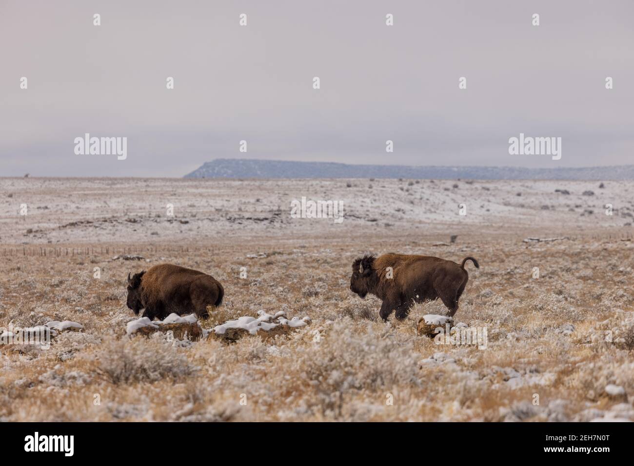 Bison in arizona winter hi-res stock photography and images - Alamy