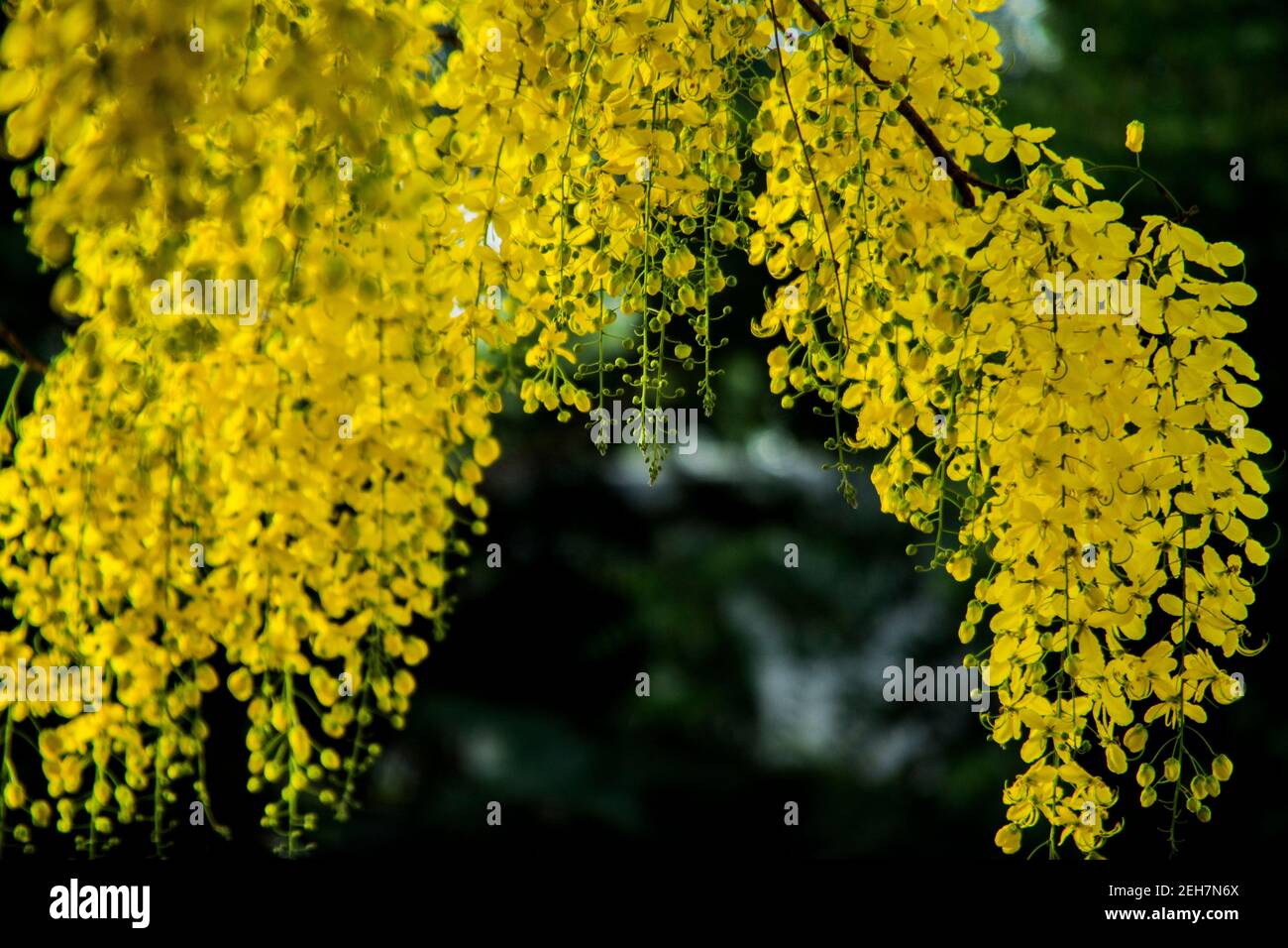 Yellow flowers hanging from tree Stock Photo - Alamy