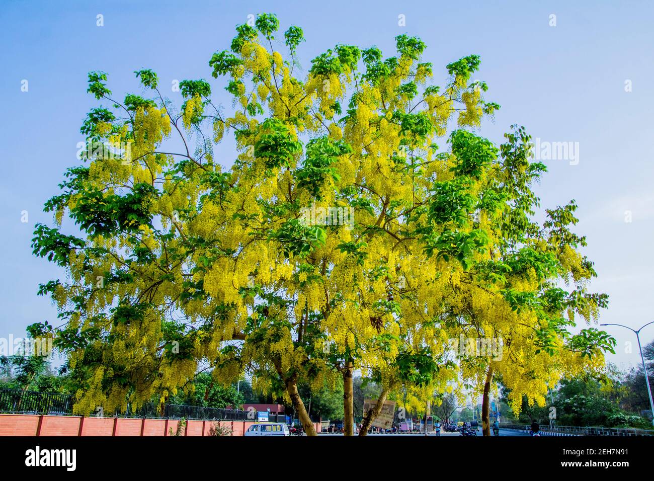 Yellow flowers hanging from tree Stock Photo - Alamy