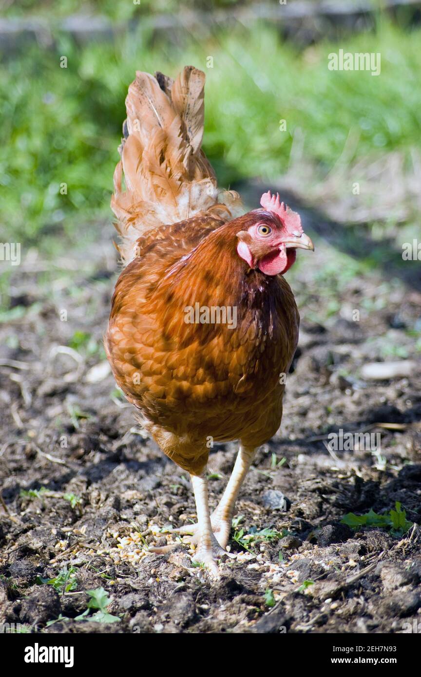 A red hen looking at the viewer Stock Photo - Alamy