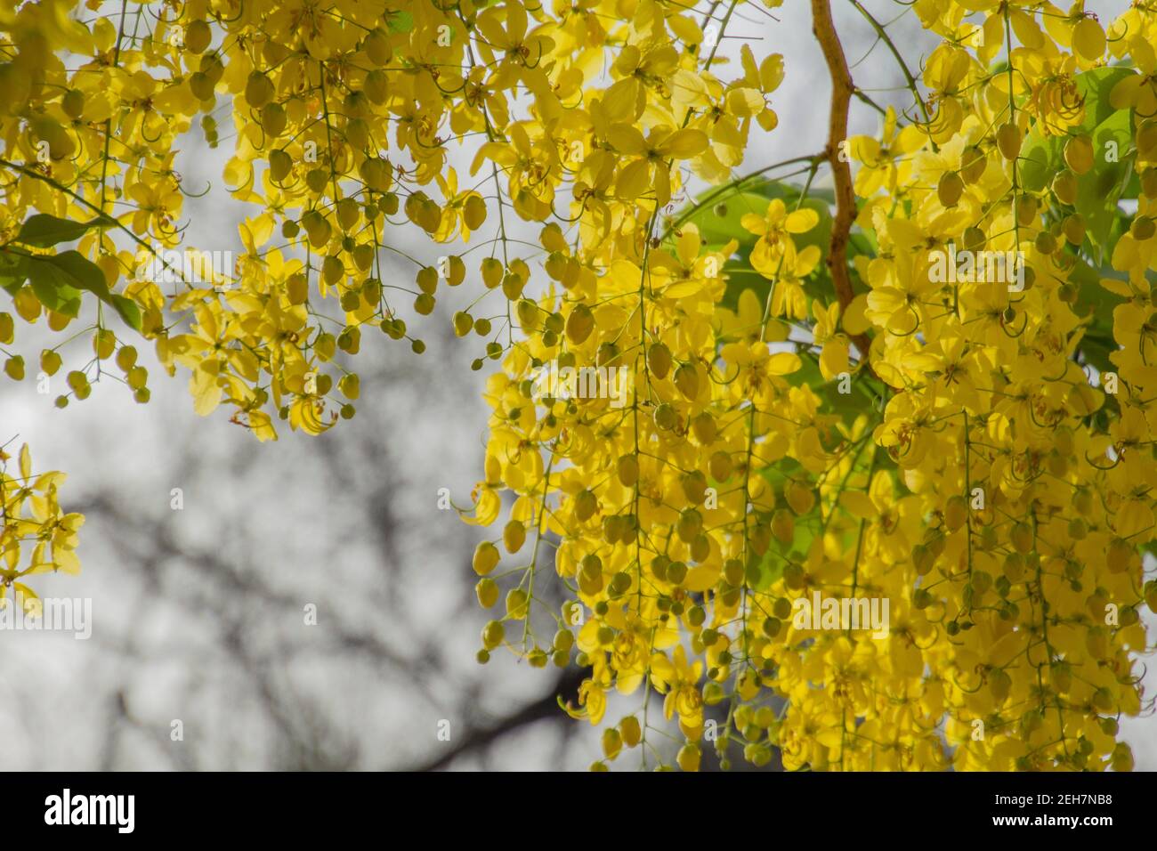 Yellow flowers hanging from tree Stock Photo - Alamy