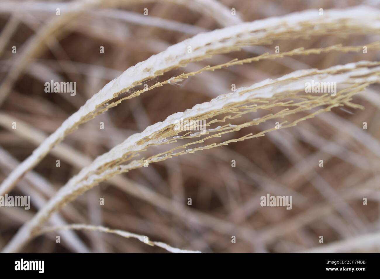 Frosted Wheat Like Imagery taken in 2021 Stock Photo - Alamy