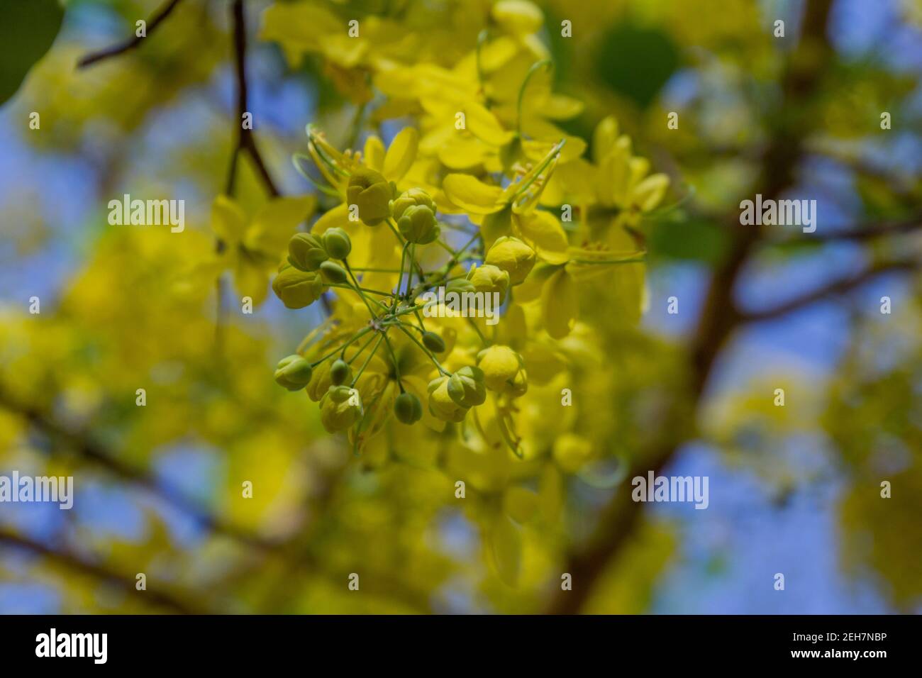 Yellow flowers hanging from tree Stock Photo - Alamy