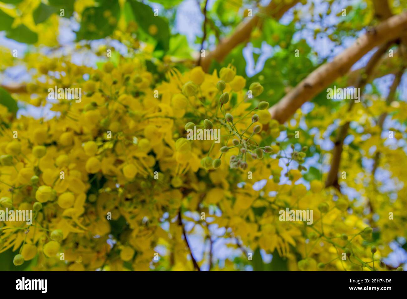 Yellow flowers hanging from tree Stock Photo - Alamy