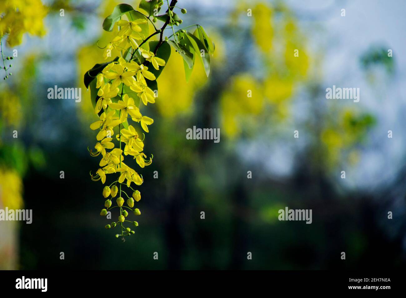 Yellow flowers hanging from tree Stock Photo - Alamy