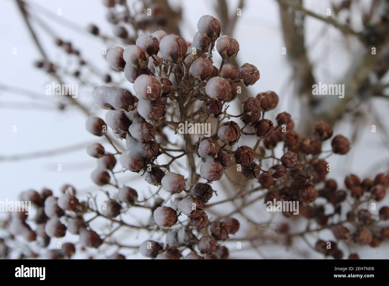 Frosted berries hi-res stock photography and images - Alamy