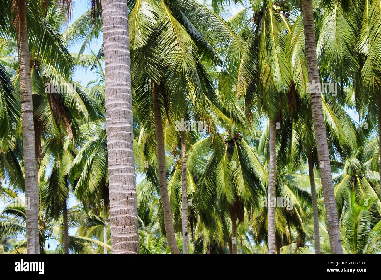palm trees thailand travel background asia Stock Photo - Alamy