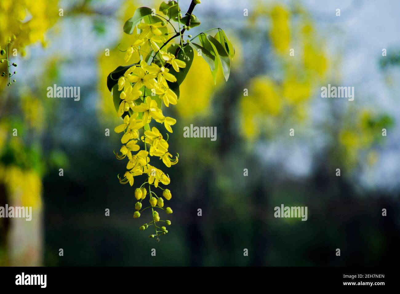 Indian tree with yellow flowers hi-res stock photography and images - Alamy