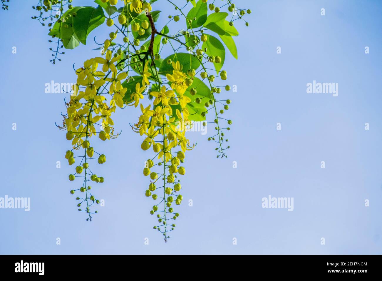 Yellow flowers hanging from tree Stock Photo - Alamy