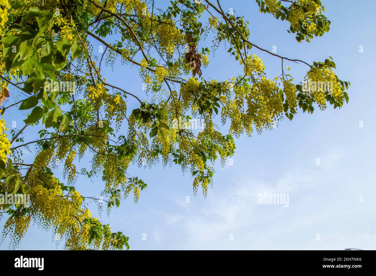 Yellow flowers hanging from tree Stock Photo - Alamy