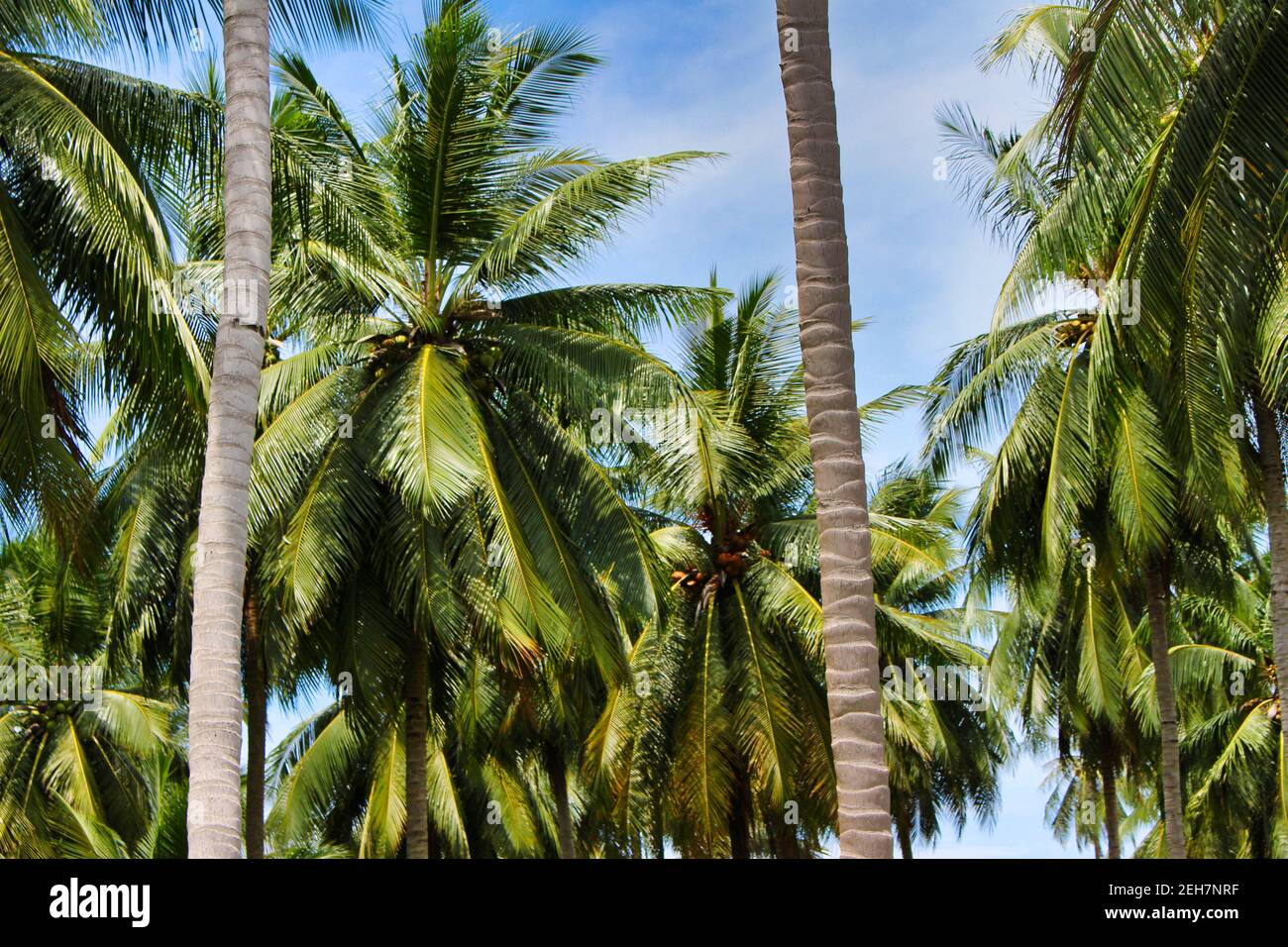 palm trees thailand travel background asia Stock Photo - Alamy