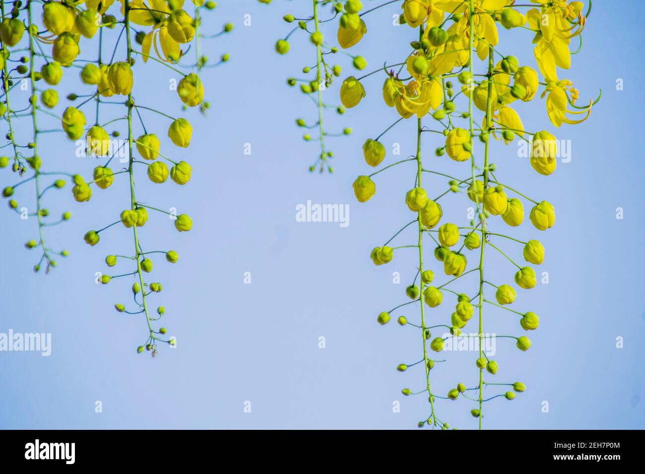Yellow flowers hanging from tree Stock Photo - Alamy
