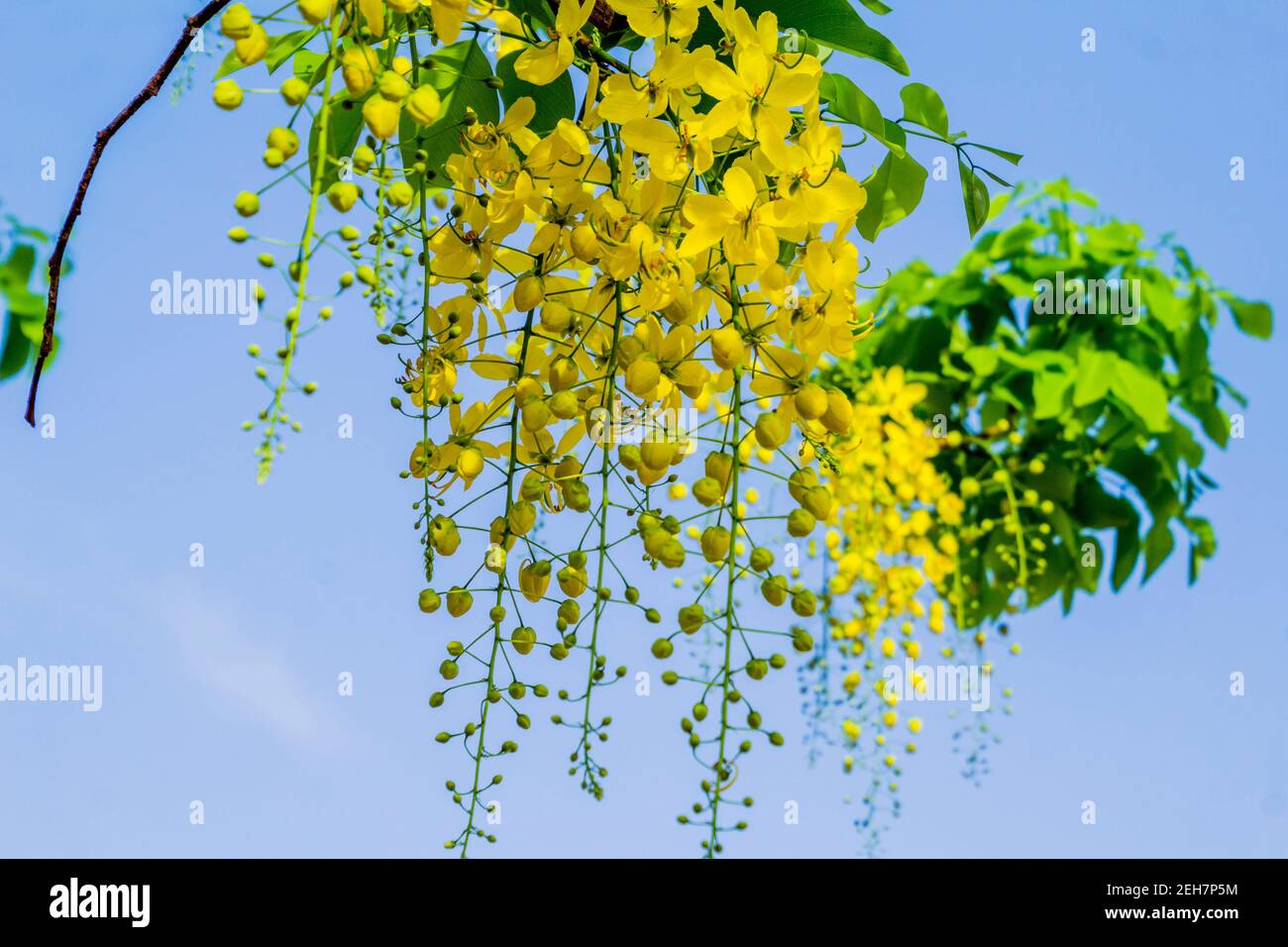 Yellow flowers hanging from tree Stock Photo - Alamy