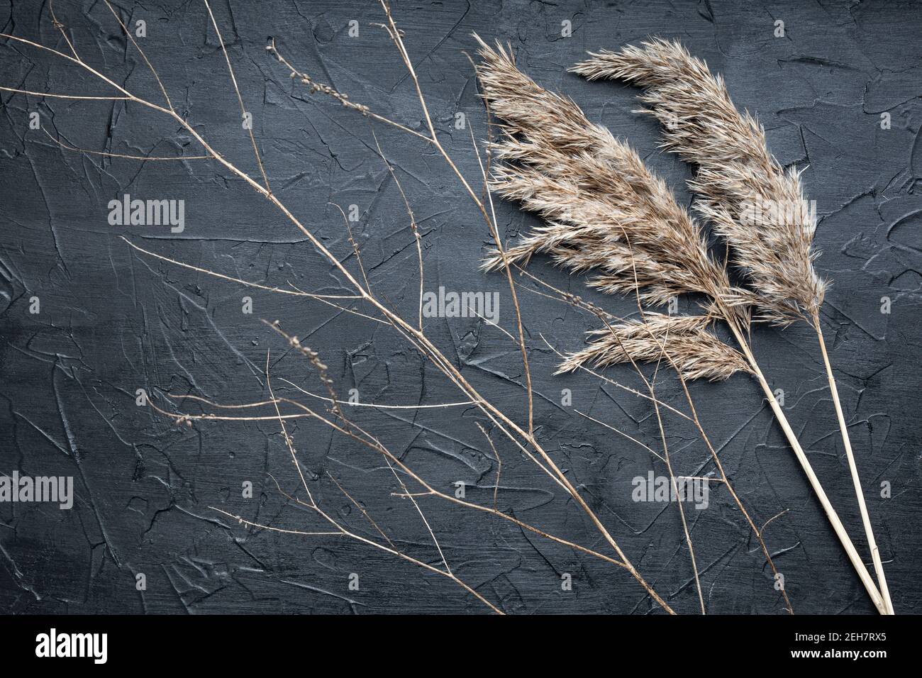 Dry reed and a thin graceful branch on a black textured background ...