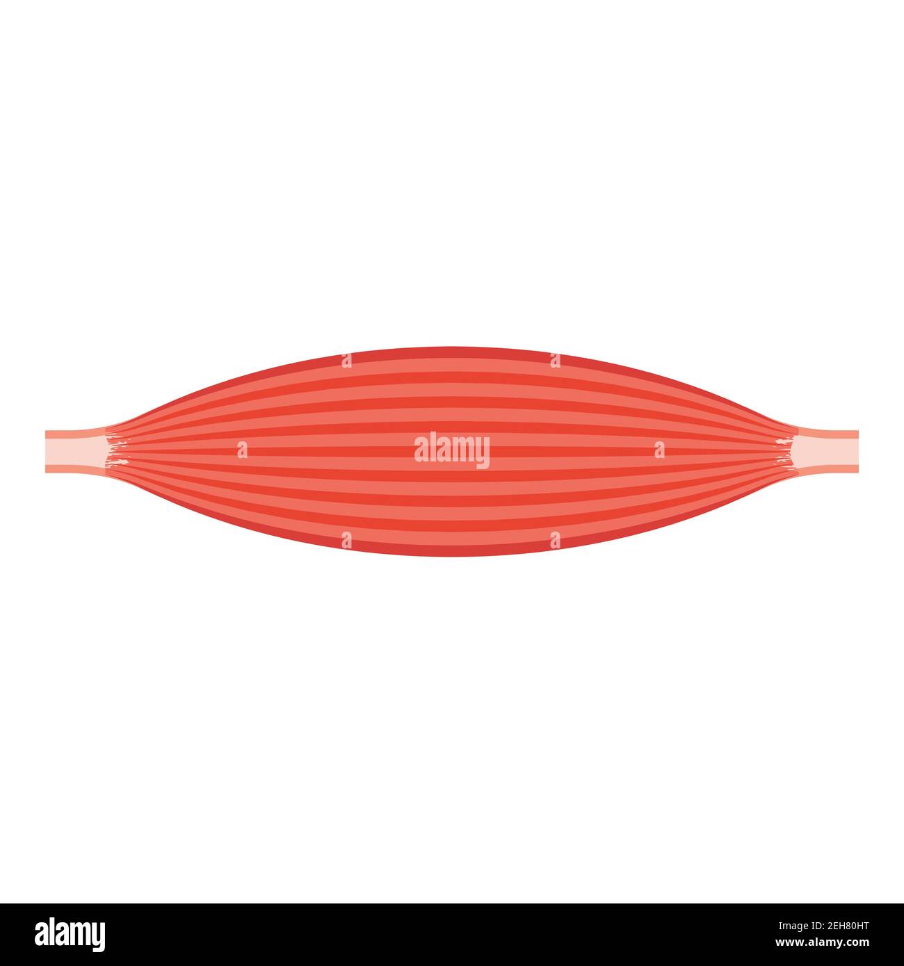 Pectoral Muscle Anatomy High Resolution Stock Photography and Images ...