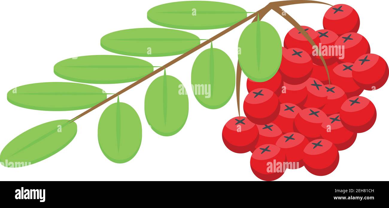 Mountain ash icon. Isometric of mountain ash vector icon for web design ...