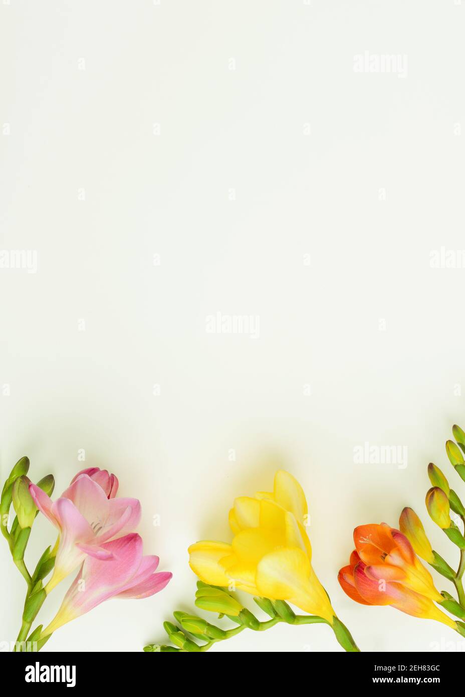 Border of fresh freesia flowers on light green background. Flat lay ...
