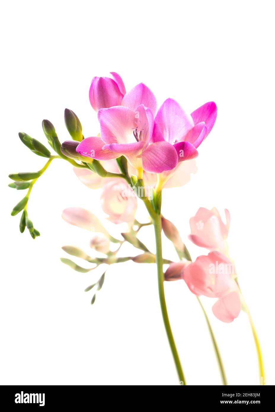 Fresh Freesia flowers on white background. Flat lay, top view. Copy ...