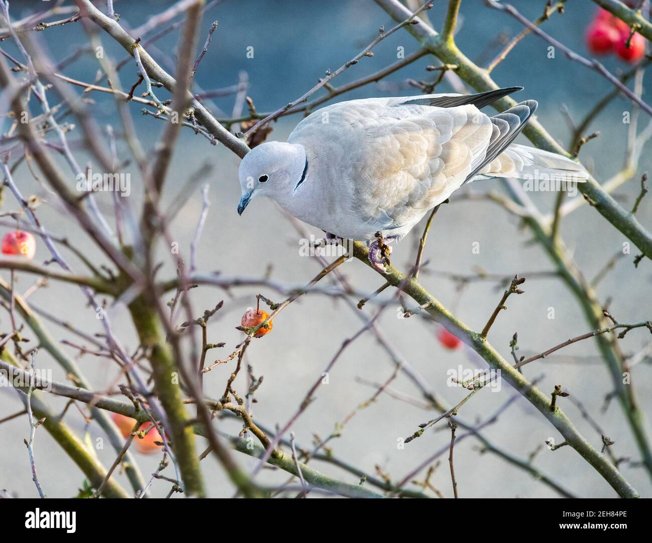 Dove sitting on an apple tree with red ripe apples Stock Photo - Alamy