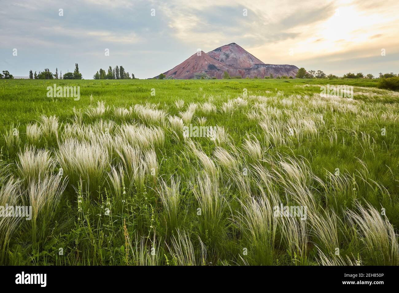 Feather Grass or Needle Grass, Nassella tenuissima, forms already at ...