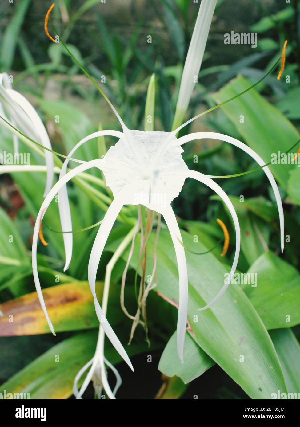 Botani hi-res stock photography and images - Alamy