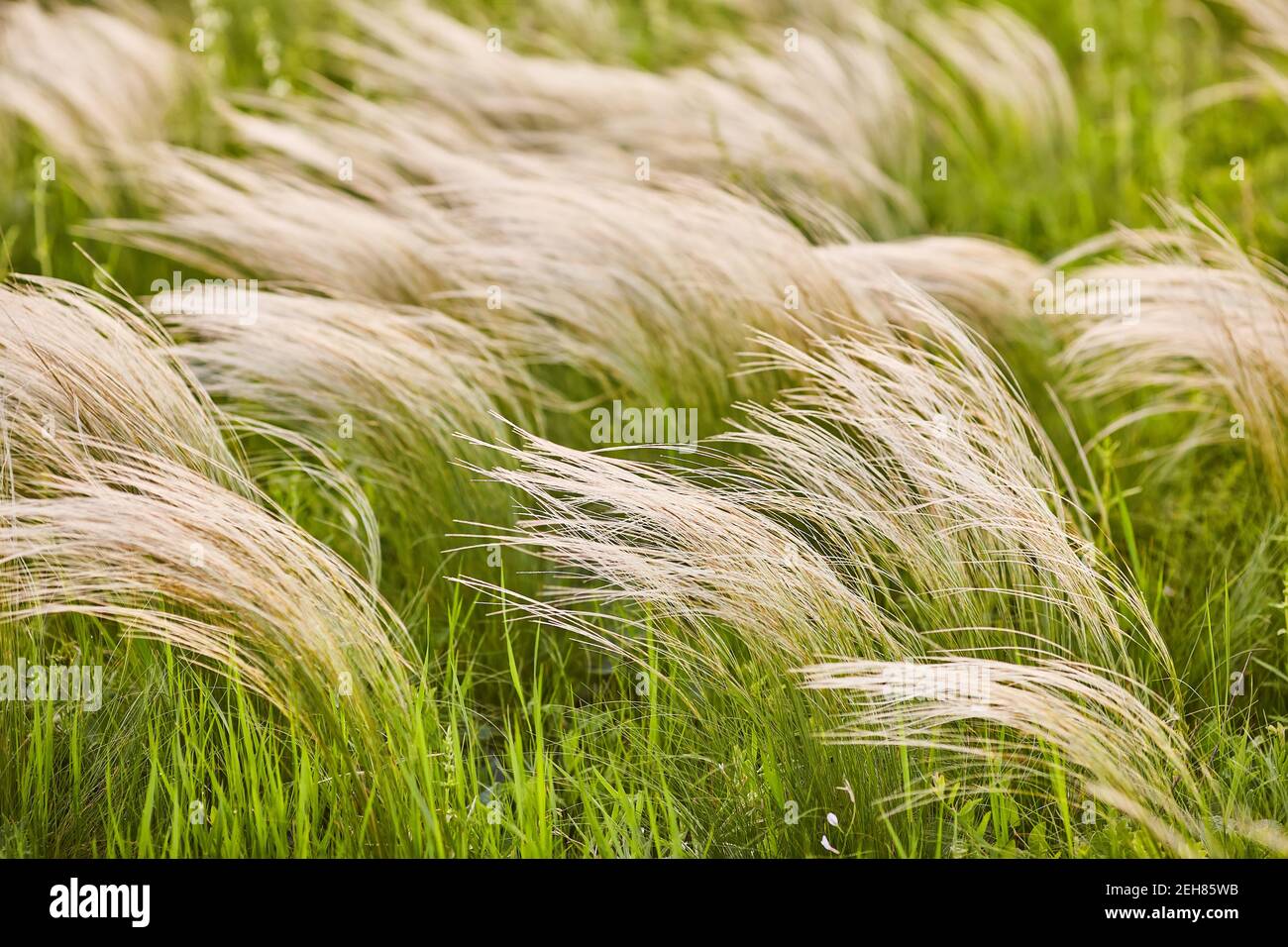 Feather Grass or Needle Grass, Nassella tenuissima, forms already at ...