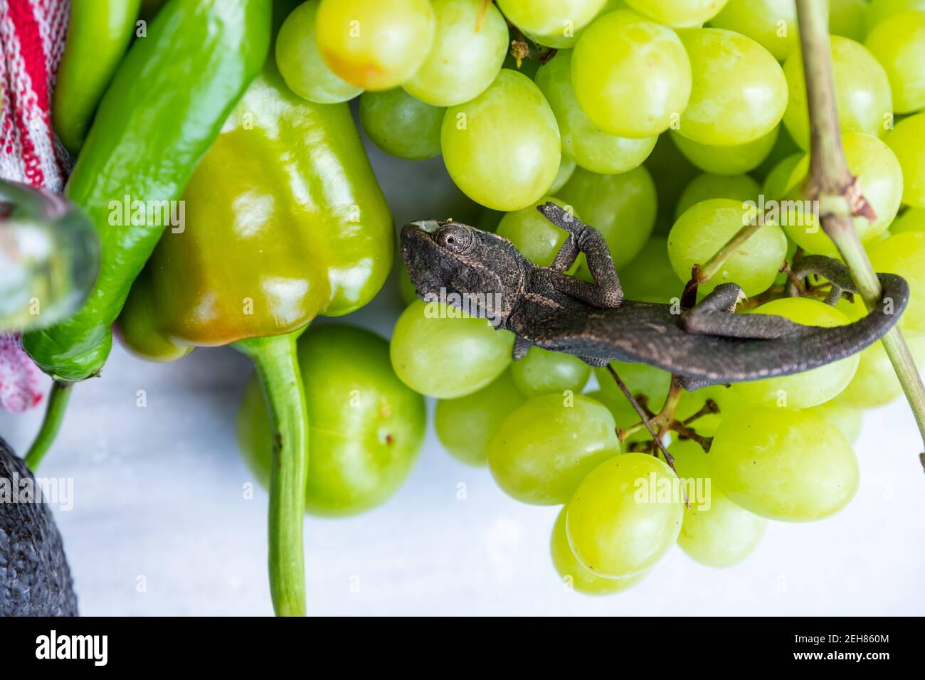 Changing color lizard blending nin some vegetables and fruits Stock ...