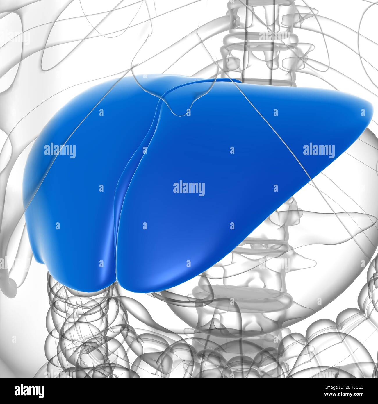 Liver 3D Illustration Human Digestive System Anatomy For Medical ...